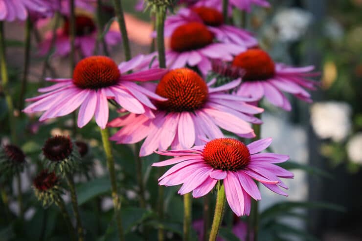 pink daisies - Tweetspeak Poetry